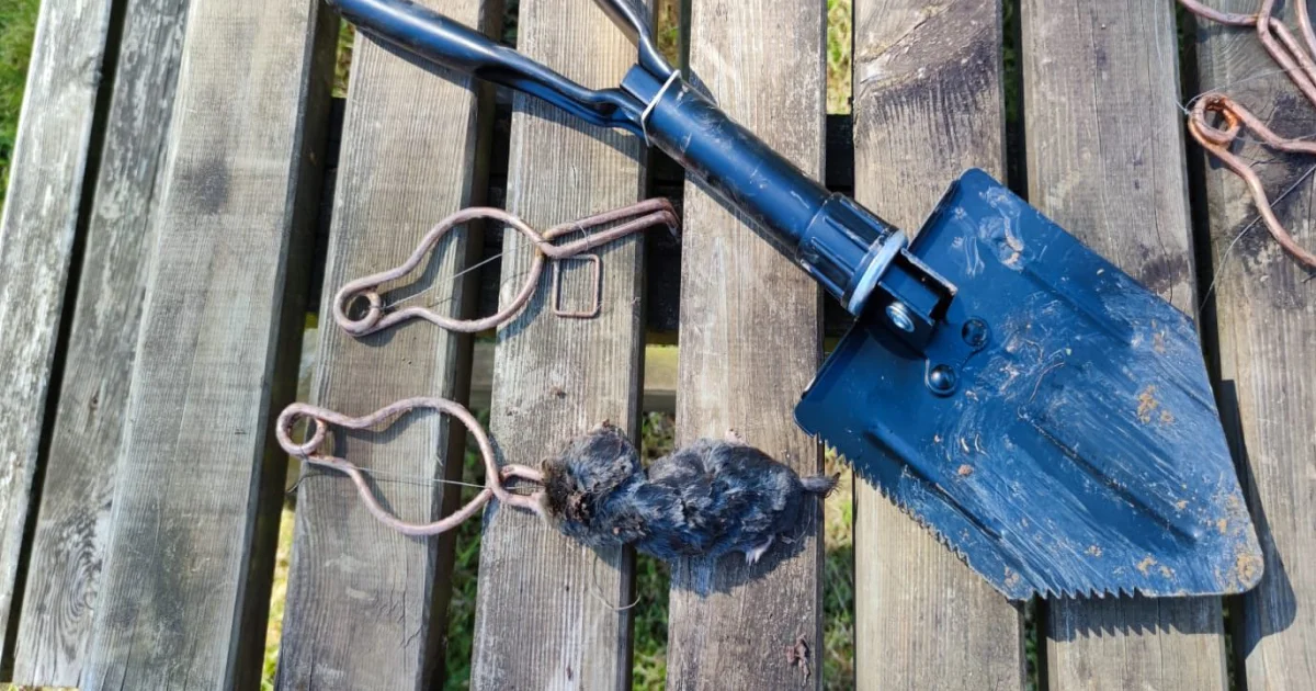 BROCÉLIANDE NUISIBLES - Dératisation à Plélan-le-Grand, près de Rennes